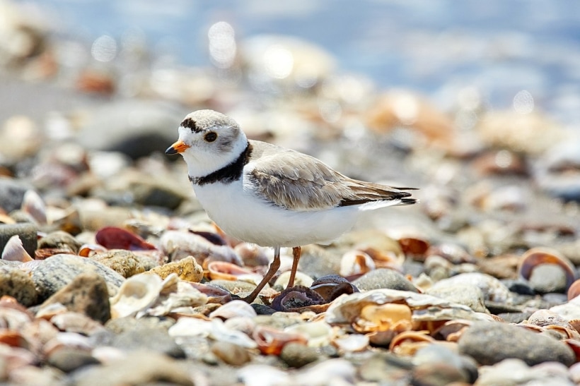 Fighting for Critical Habitat for the Piping Plover | Nature Nova Scotia