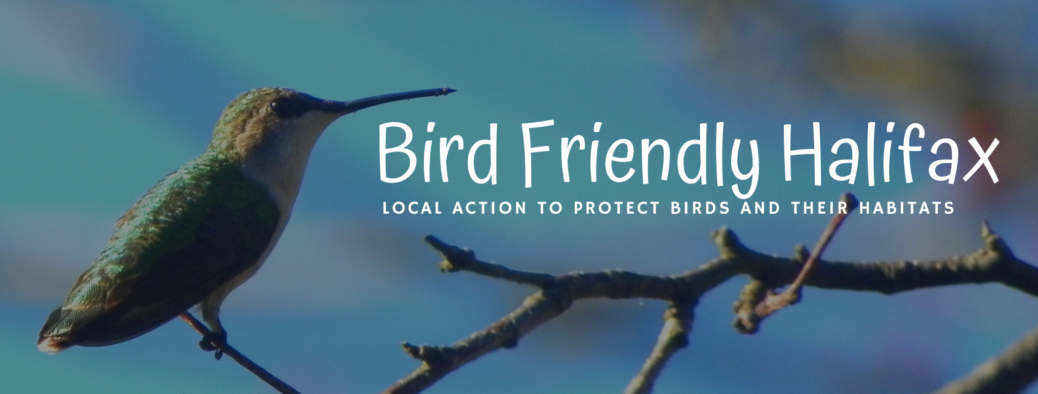 Join Bird Friendly Halifax! | Nature Nova Scotia