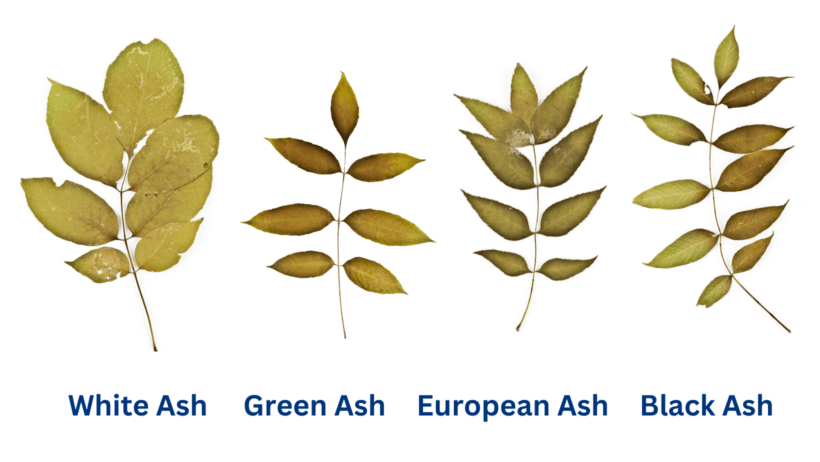Recovery Planning For Black Ash An Update On The Species At Risk