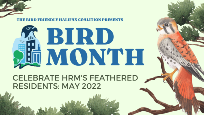 Celebrate Bird Month | Nature Nova Scotia