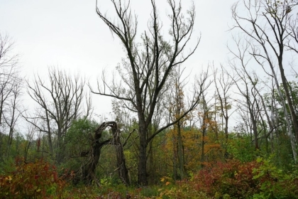 Recovery Planning for Black Ash: An Update on the Species At Risk ...