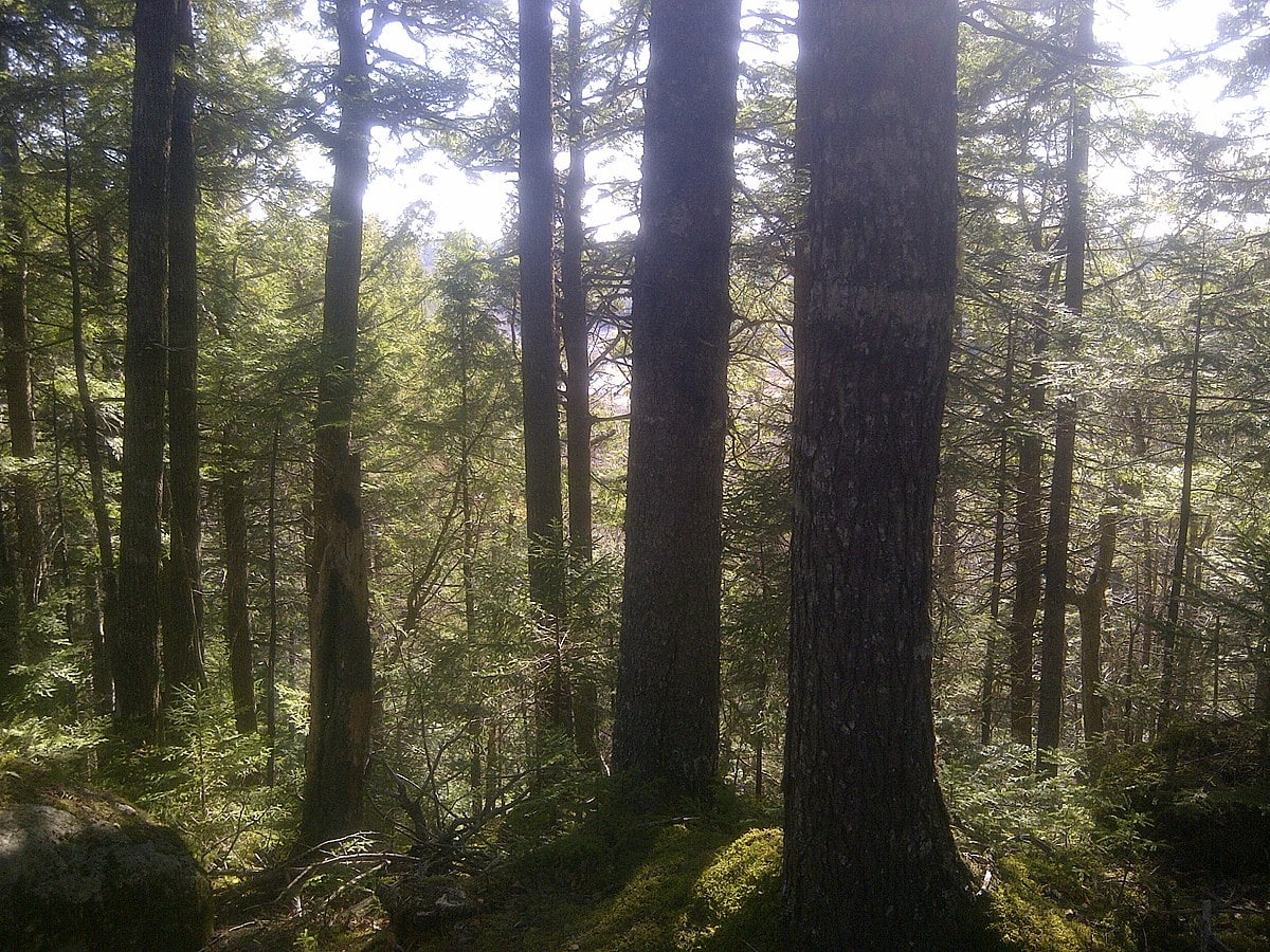 Save Our Hemlocks | Nature Nova Scotia
