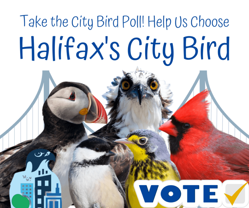 Vote for Halifax's City Bird! | Nature Nova Scotia