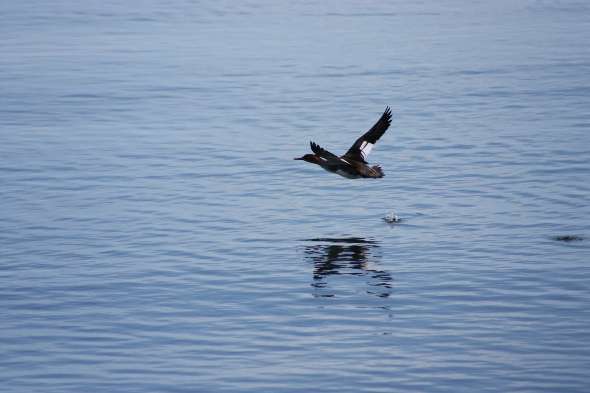 Port of Halifax and Port of Sydney Water Bird Surveys | Nature Nova Scotia