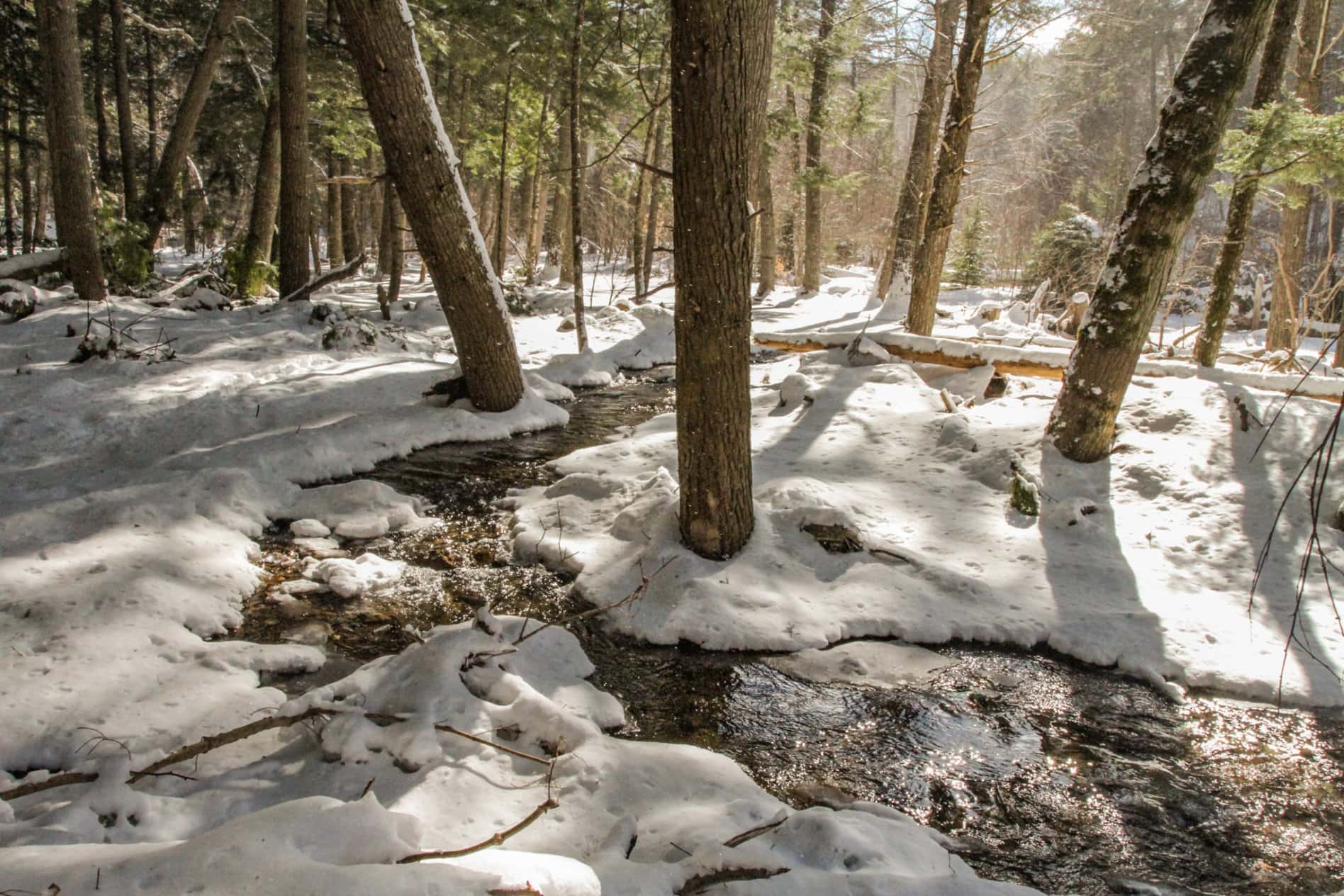 Save Our Hemlocks | Nature Nova Scotia