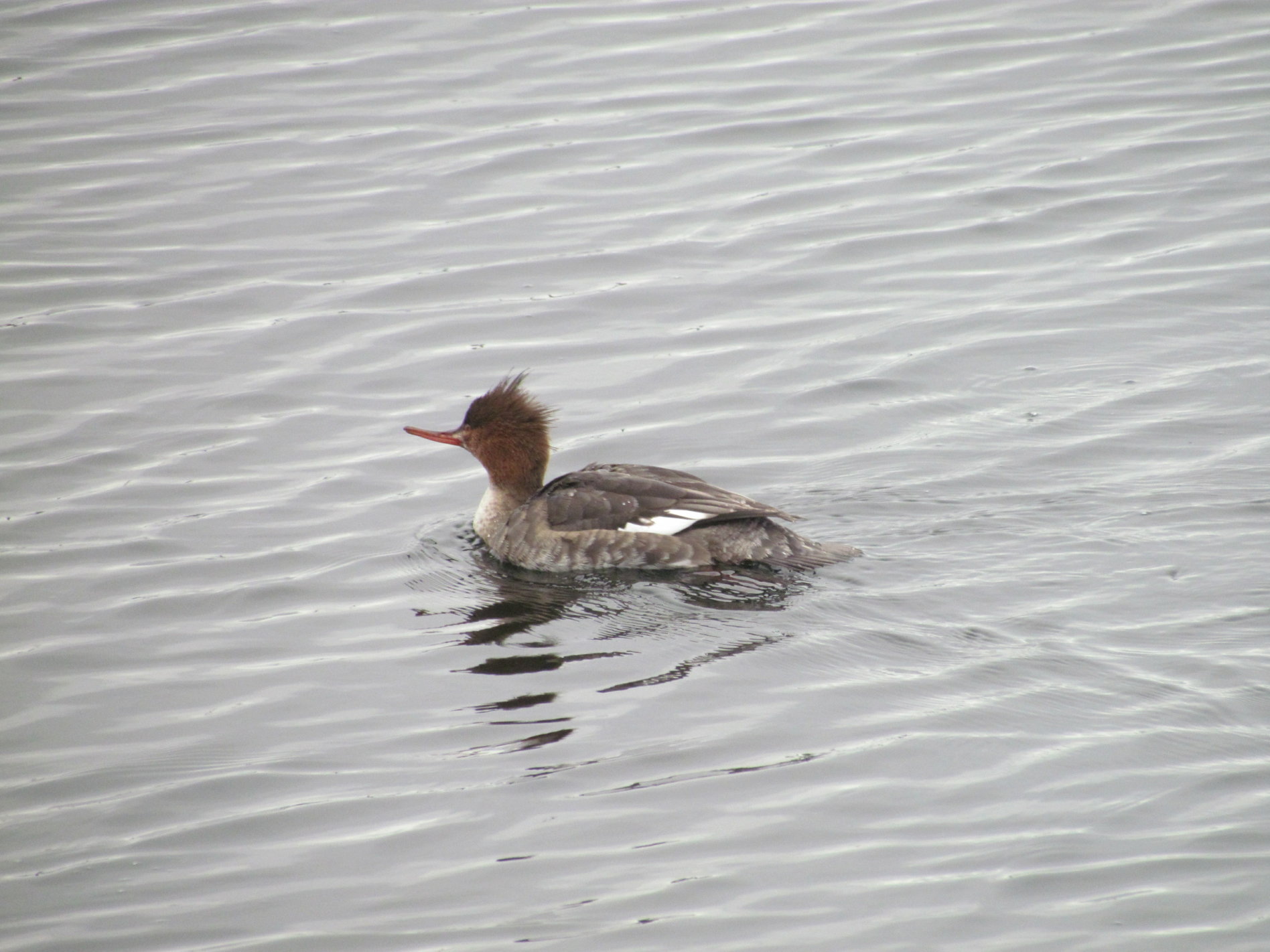 Port of Halifax and Port of Sydney Water Bird Surveys | Nature Nova Scotia