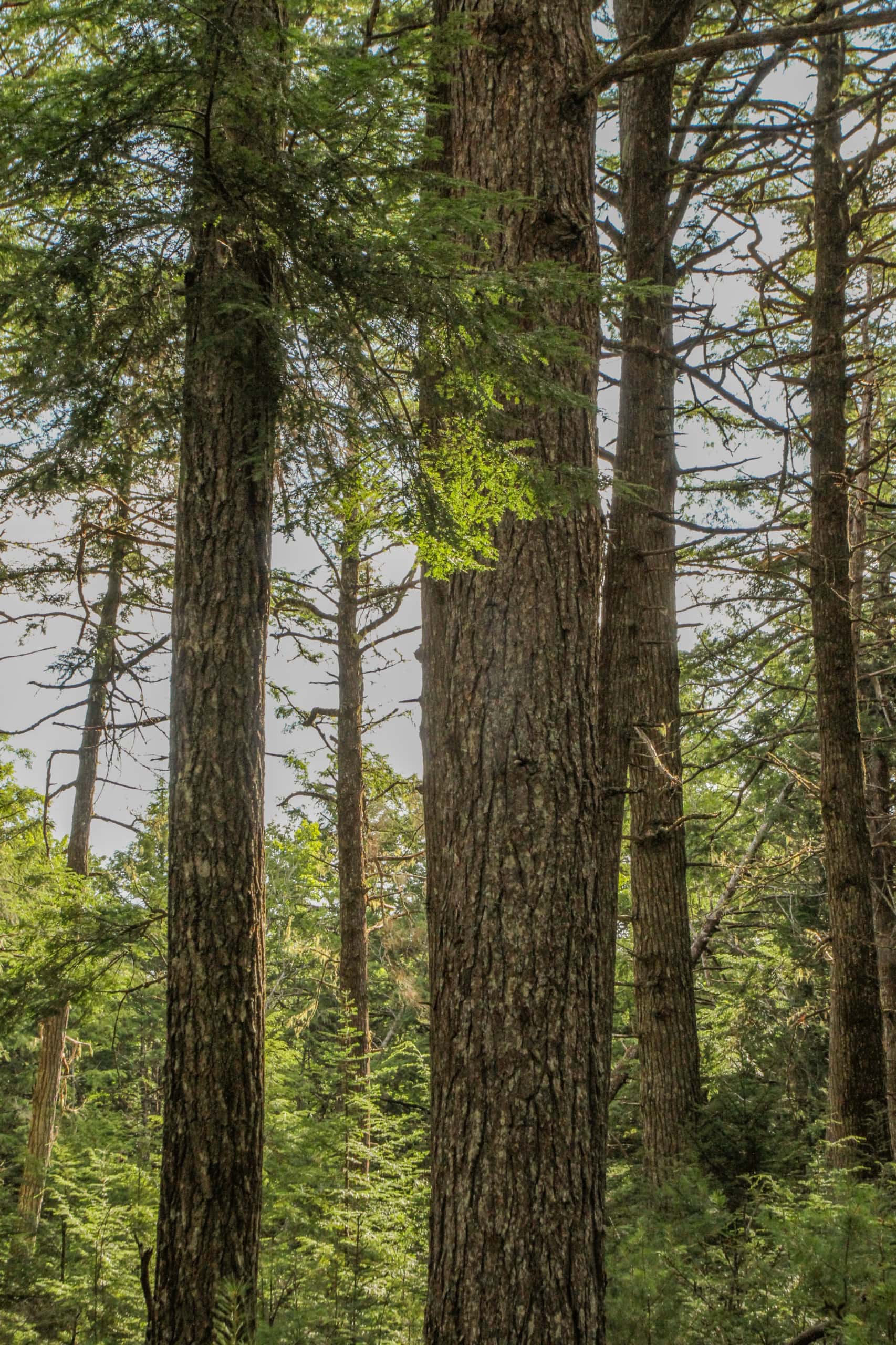 Save Our Hemlocks – Nature Nova Scotia