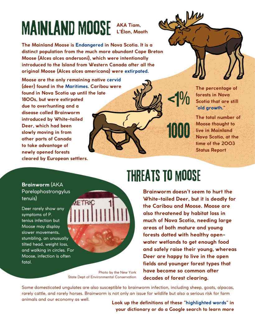 New Mainland Moose Lesson Plan | Nature Nova Scotia