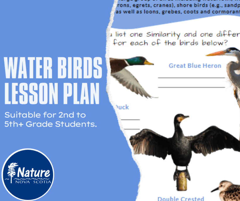 Waterbirds Lesson Plan | Nature Nova Scotia